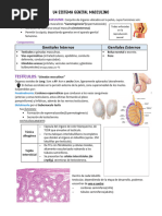 Anatomía del Cuerpo de Highmore | PDF | Testículo | Próstata