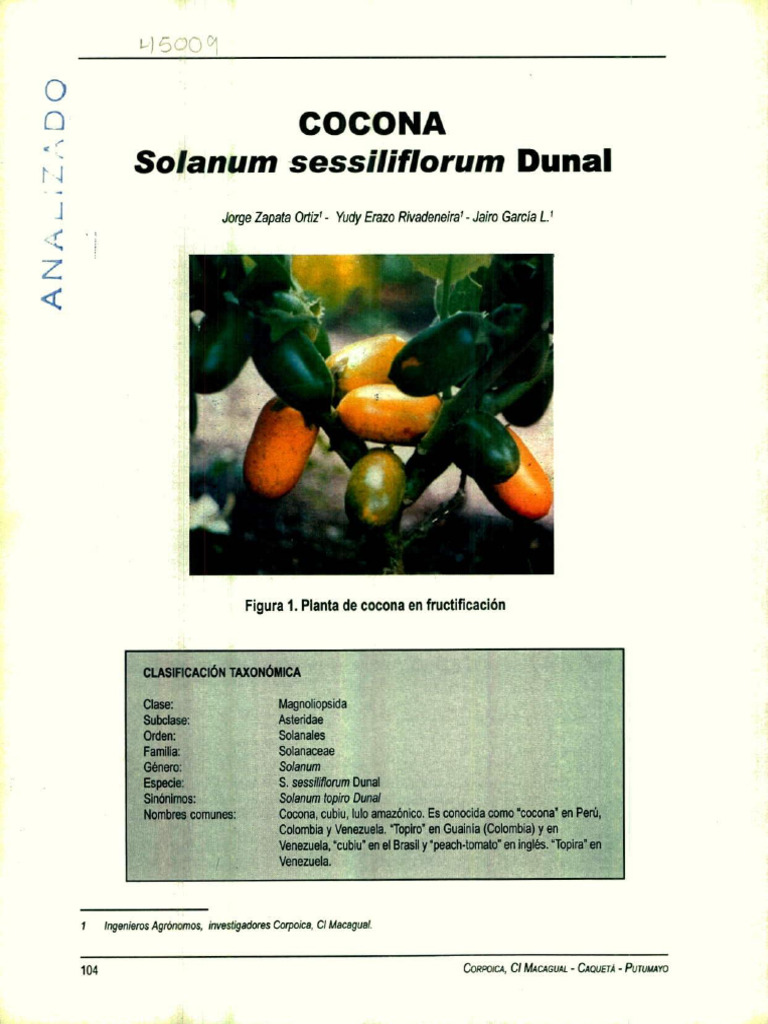 Características de la Cocona (Solanum sessiliflorum) | PDF ...