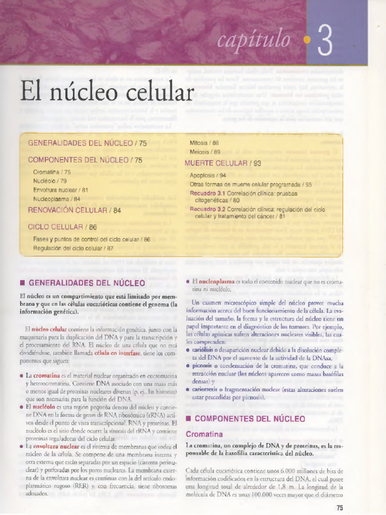 Estructura y Función del Núcleo Celular | PDF | Nucleo celular | Cromatina