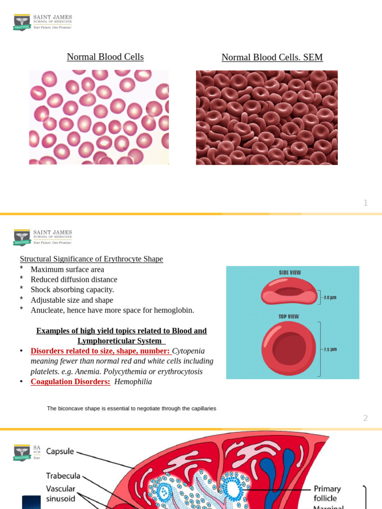 Understanding Normal Blood Cells and Anemia | PDF | Anemia | Red Blood Cell