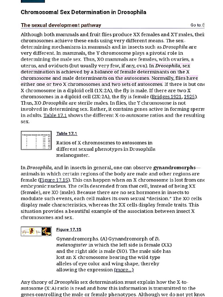 Chromosomal Sex Determination in Drosophila | PDF