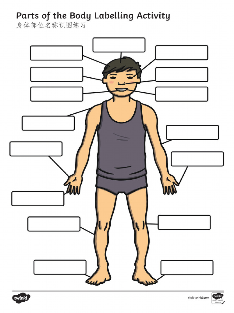 Body Parts Labelling Activity English Mandarin Chinese | PDF