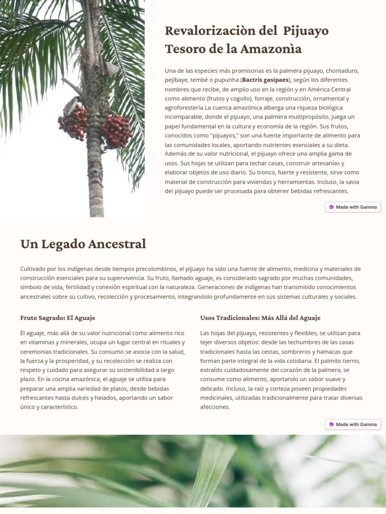 Pijuayo: Tesoro Nutricional y Cultural | PDF | Agricultura