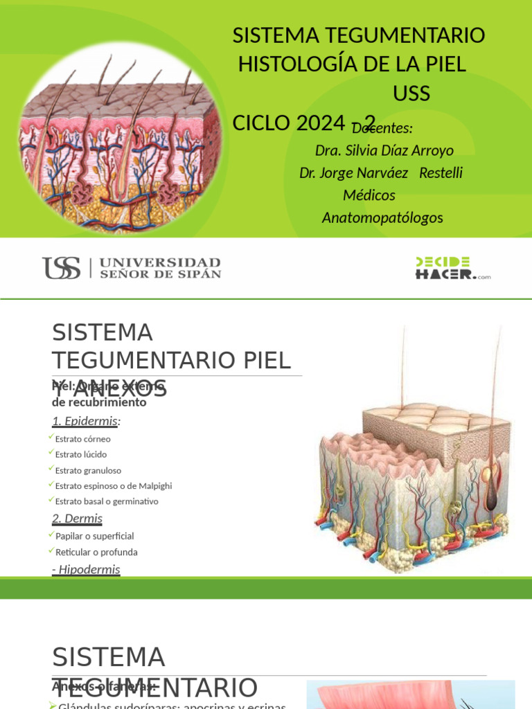 1.T TEORIA PIEL - HISTOLOGÍA DE LA PIEL - TEGUMENTARIO (1) (Solo Lectura) | PDF | Piel | Sistema ...