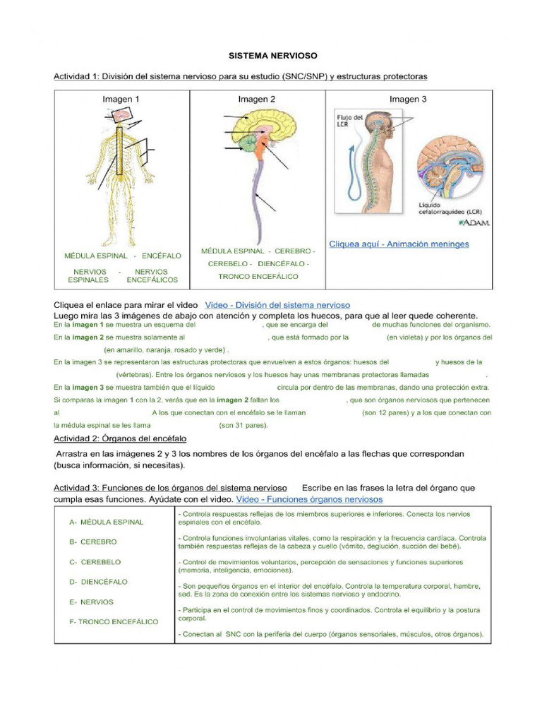 SISTEMA NERVIOSO ACTIVIDAD 2DO | PDF