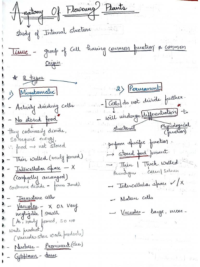 Botany CH - Anatomy of Flowering Plants !! | PDF