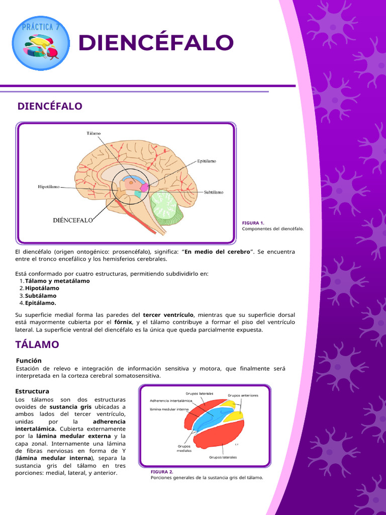 Práctica 7-Diencéfalo PDF | PDF | Hipotálamo | Glándula pituitaria