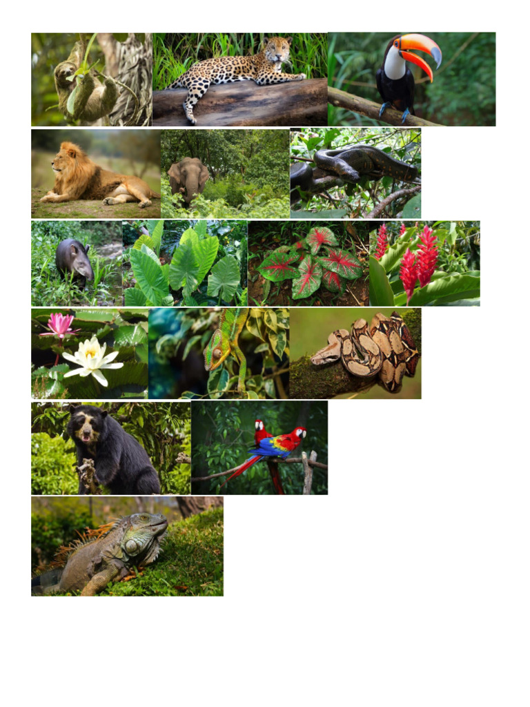 Selva | PDF