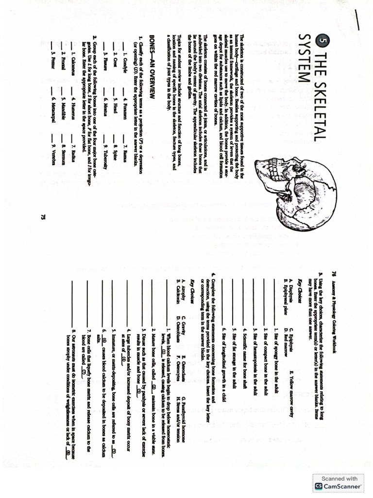 Skeletal System Activities Pdf