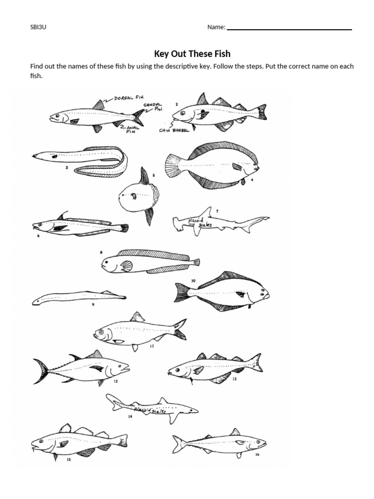 Copy of 5.3 - Dichotomous Key - Fish | PDF | Fish | Sharks