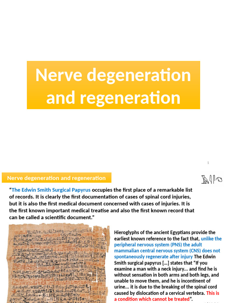 7-Nerve Degeneration and Regeneration 2022W2 Canvas | PDF | Myelin | Axon