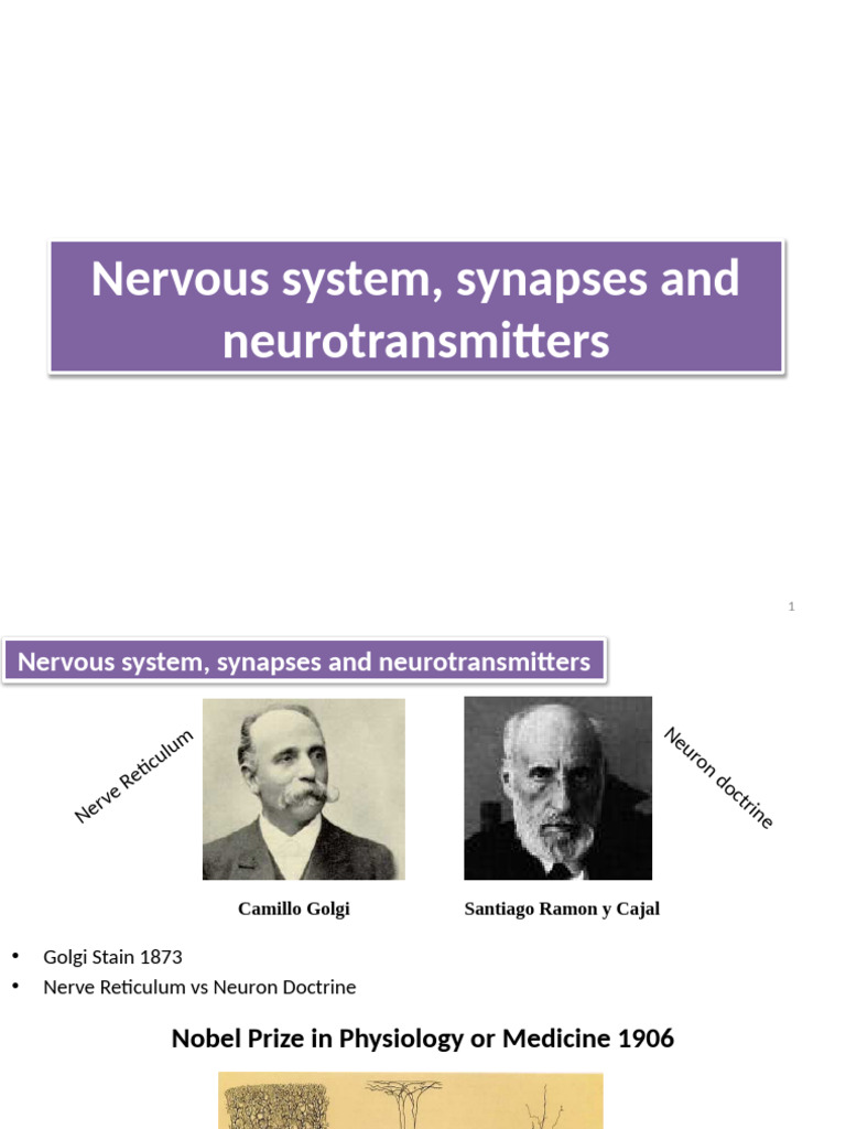 Understanding Multiple Synapses | PDF | Chemical Synapse | Synapse