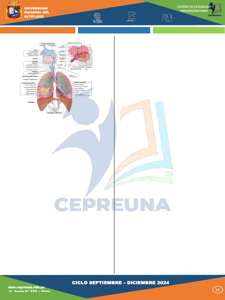 BIO. - Cuadernillo-20241117 - 17483896Xx | PDF | Pulmón | Laringe