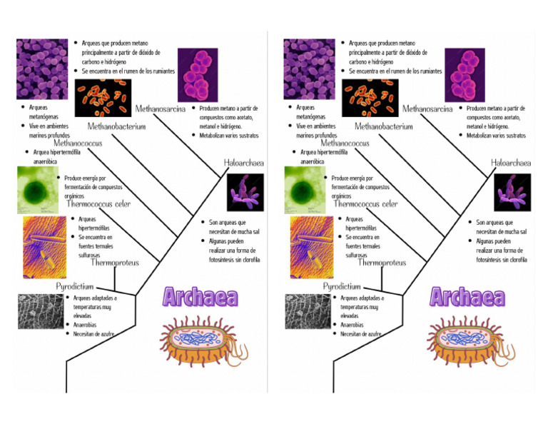 Archaea | PDF