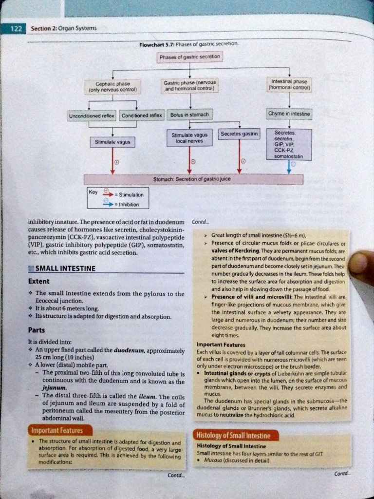 Anatomy and Function of the Small Intestine | PDF | Small Intestine ...