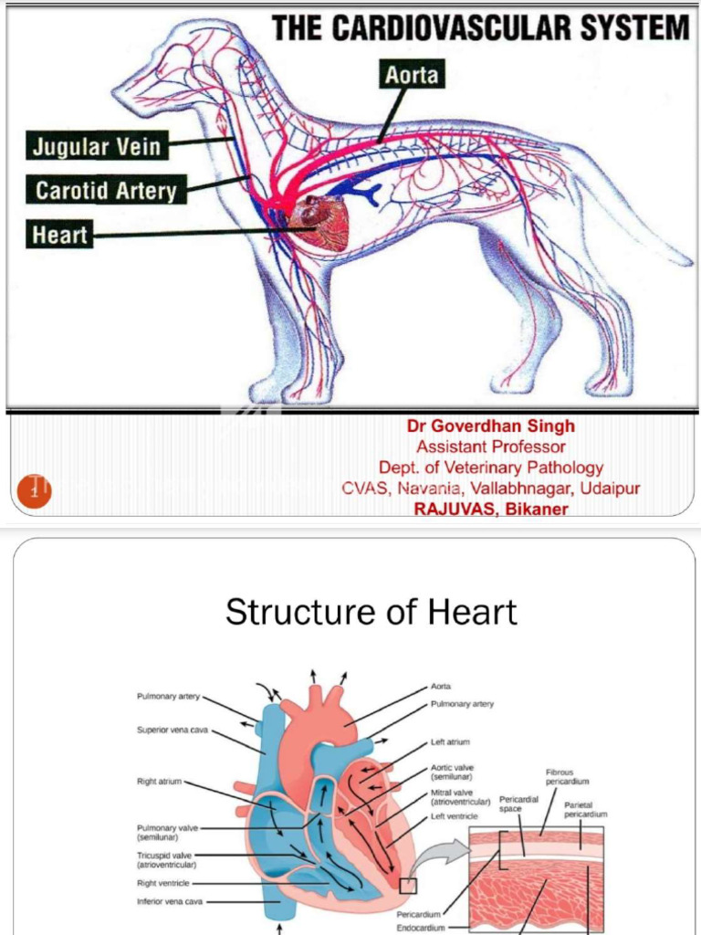 Cardiovascular System-1 | PDF