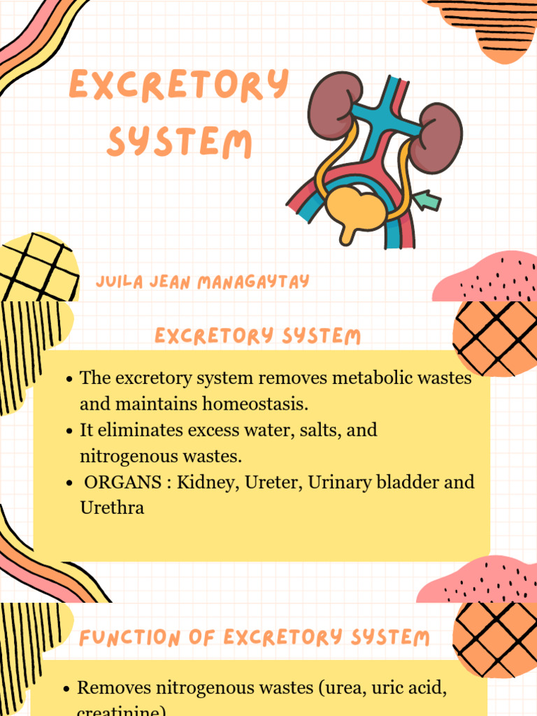 Excretory System 2 | PDF | Kidney | Urinary System