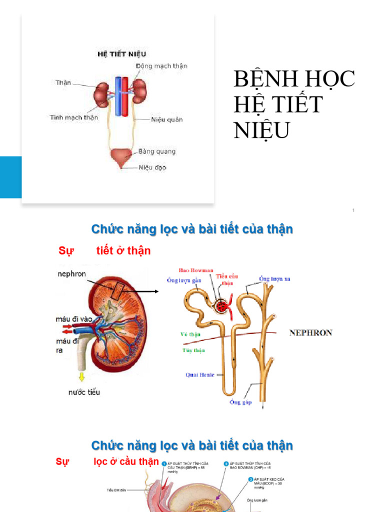BH - Tiet Nieu (TTTC, BTM, NTTN) | PDF