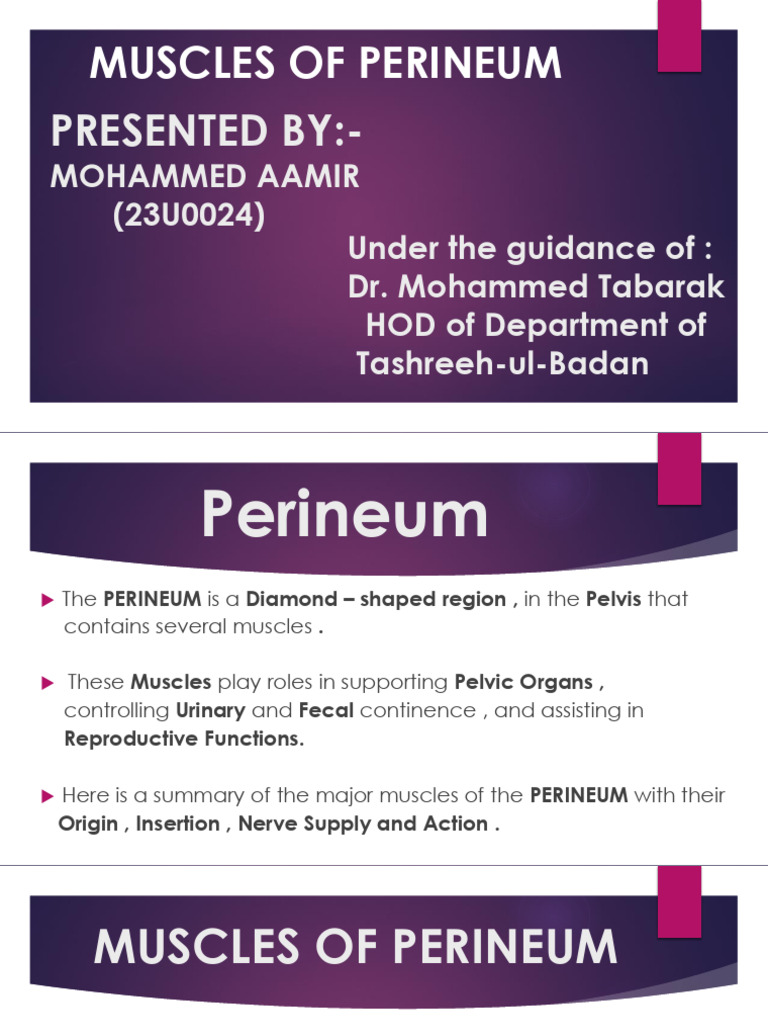 Muscles of Perineum | PDF