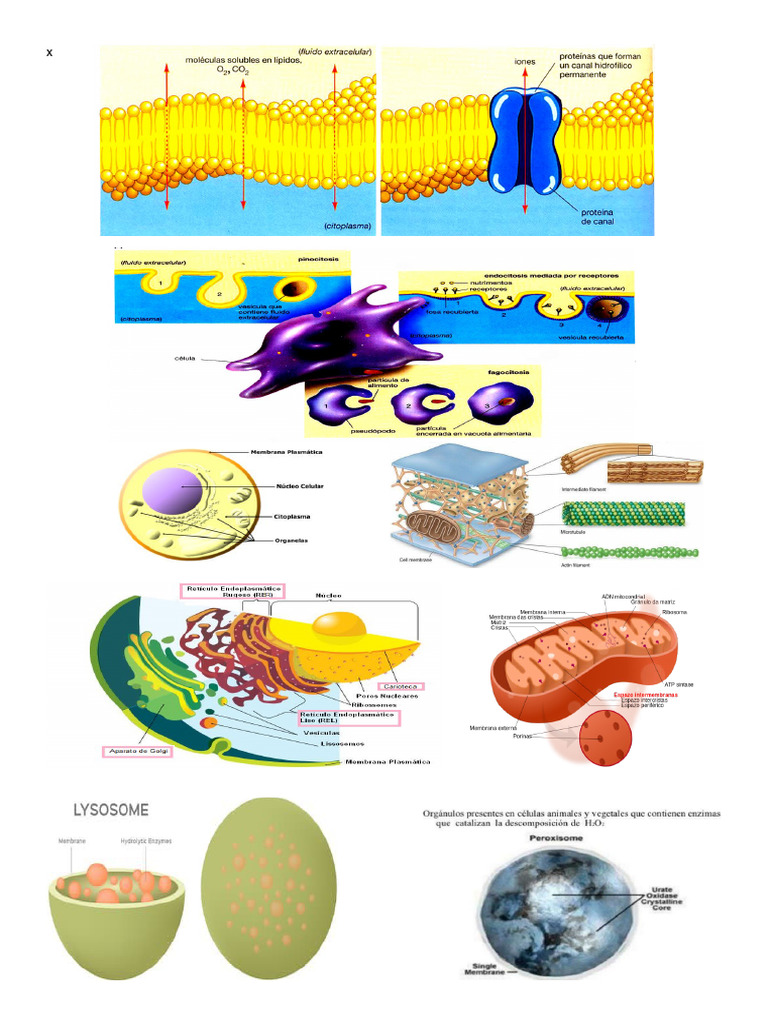Bio 2 Añaaaa | PDF