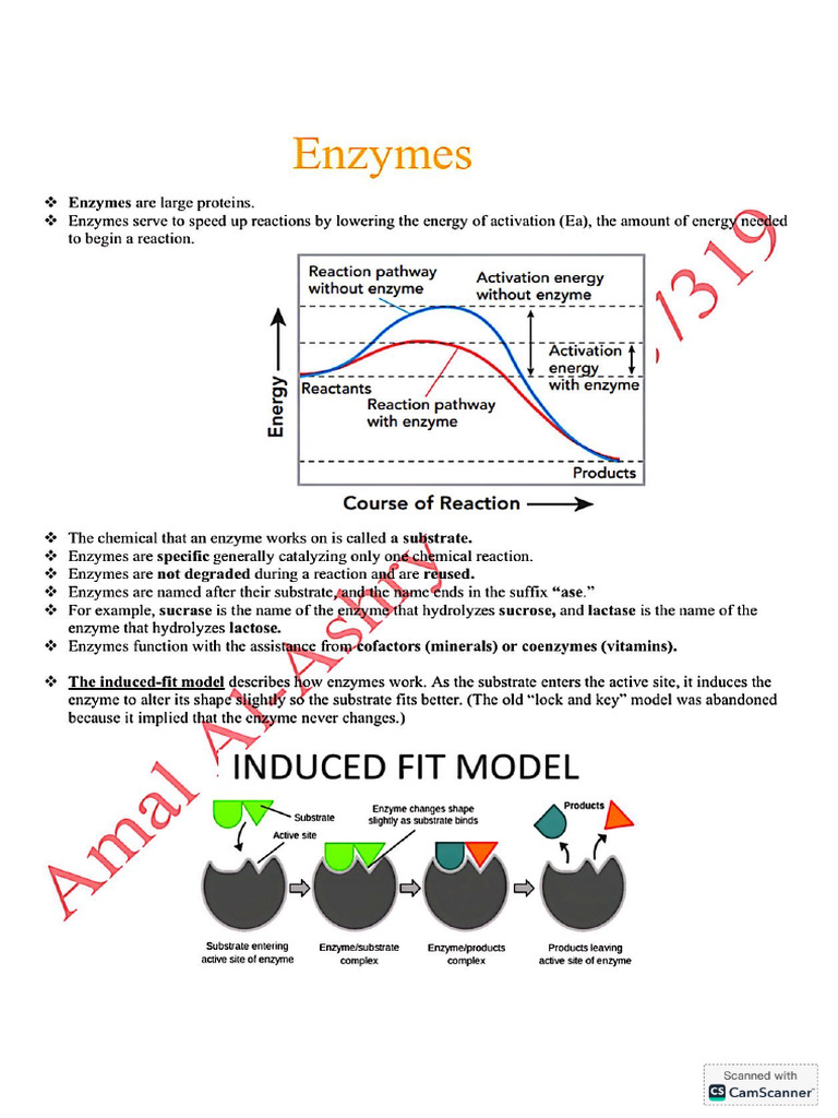 Enzymes Notes - by Mrs. Amal Al-Ashry | PDF