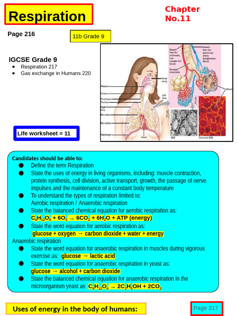11a. Transport in Humans. Grade 9 (Marzell) | PDF | Cellular Respiration | Glucose