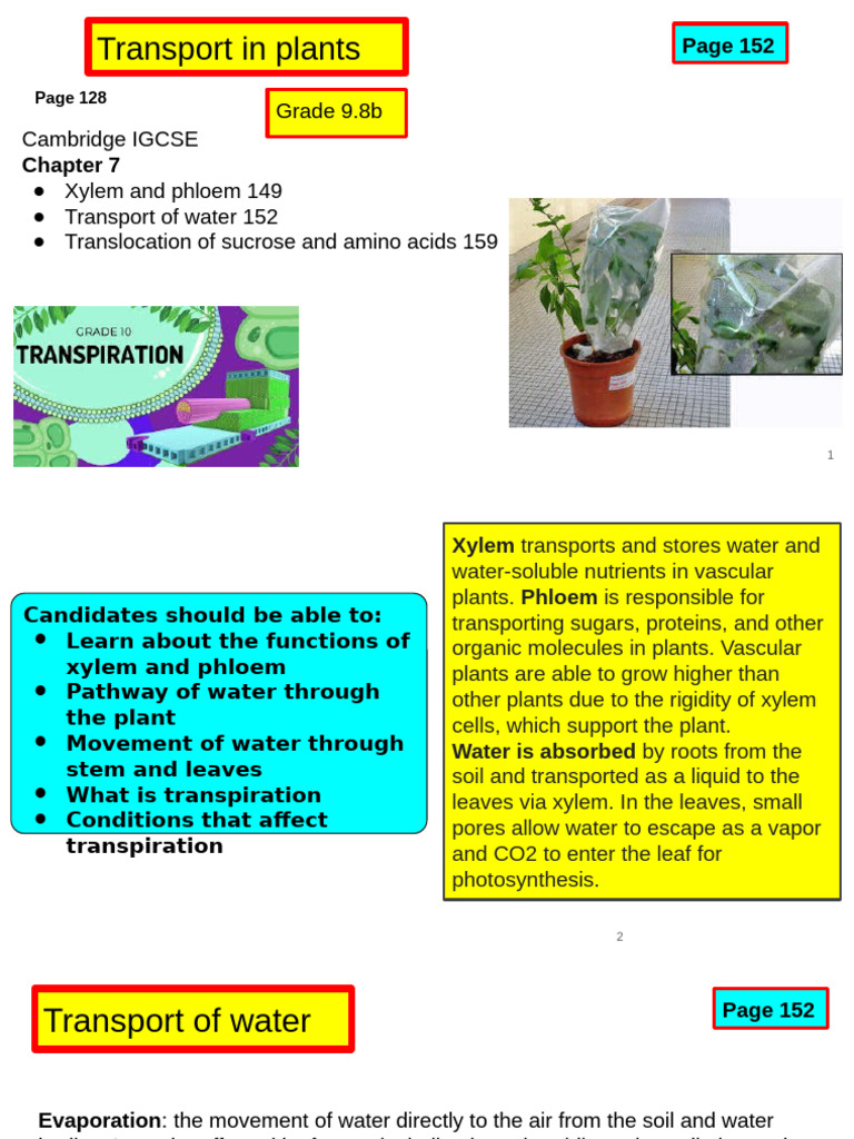 8b.Transport in plants. Year 9 Miss Elsa | PDF | Leaf | Plant Morphology