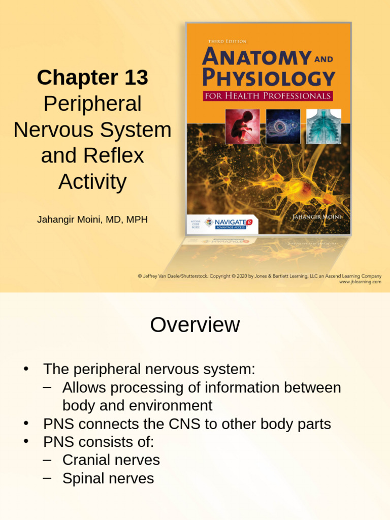 Peripheral Nervous System Overview | PDF | Senses | Motor Neuron