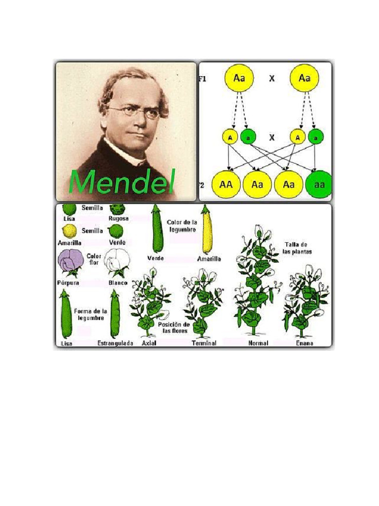 Leyes de Mendel | PDF