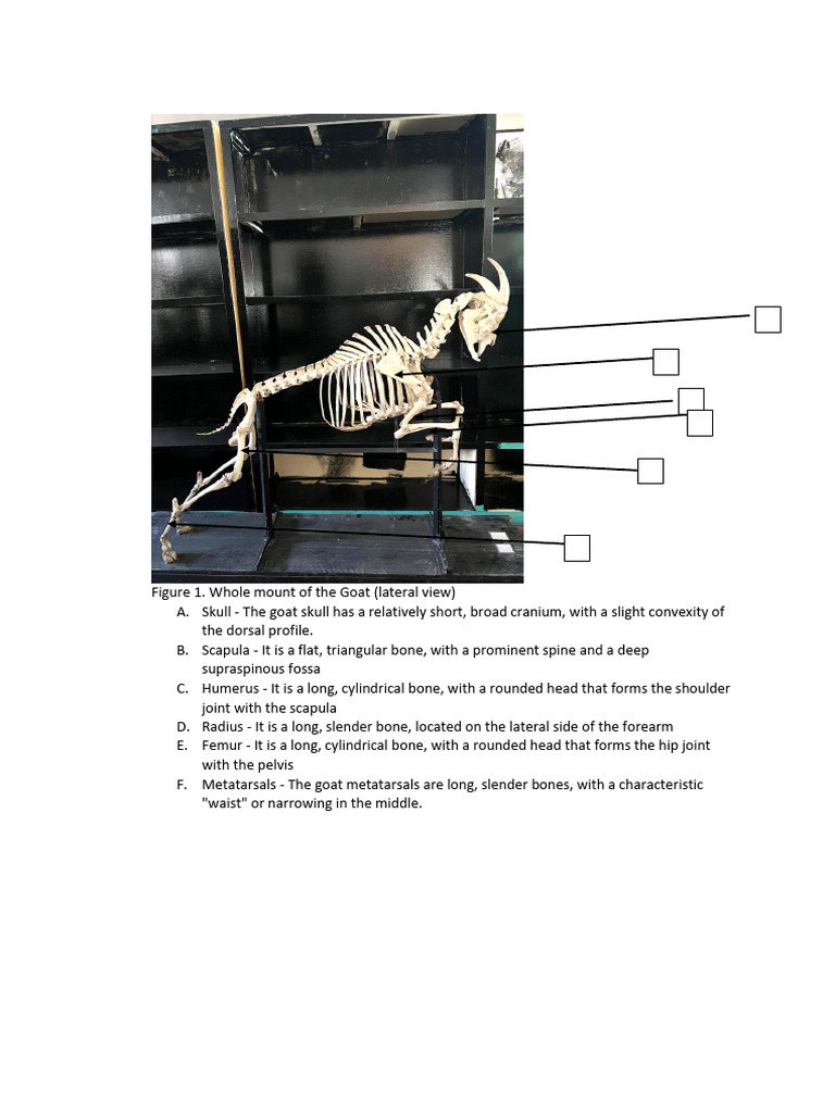 Osteology of The Goat | PDF | Vertebra | Vertebral Column