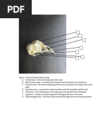 Endoskeleton of The Chicken | PDF | Vertebra | Vertebral Column