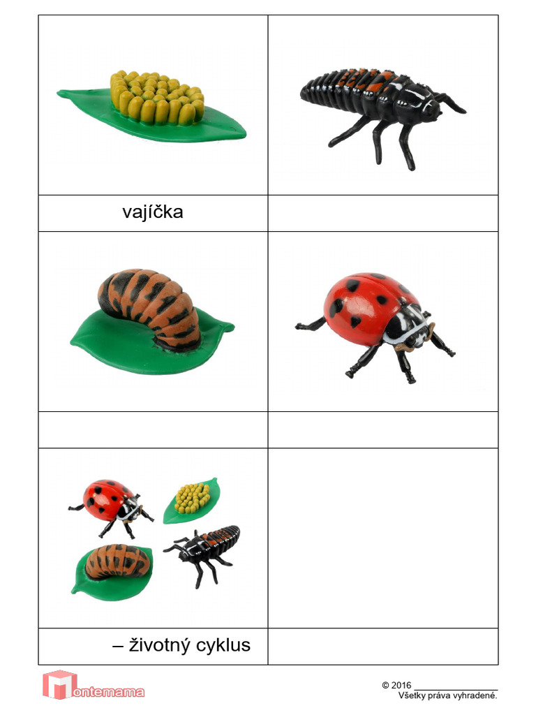 _zivotny_cyklus_lienka | PDF