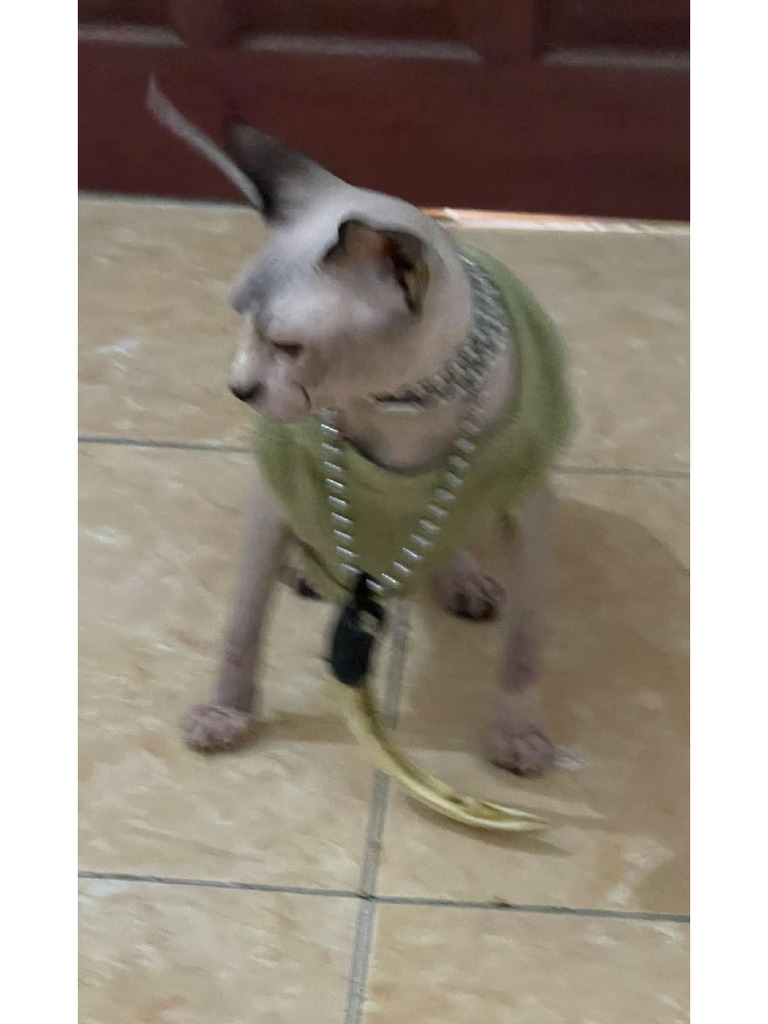The Cat | PDF