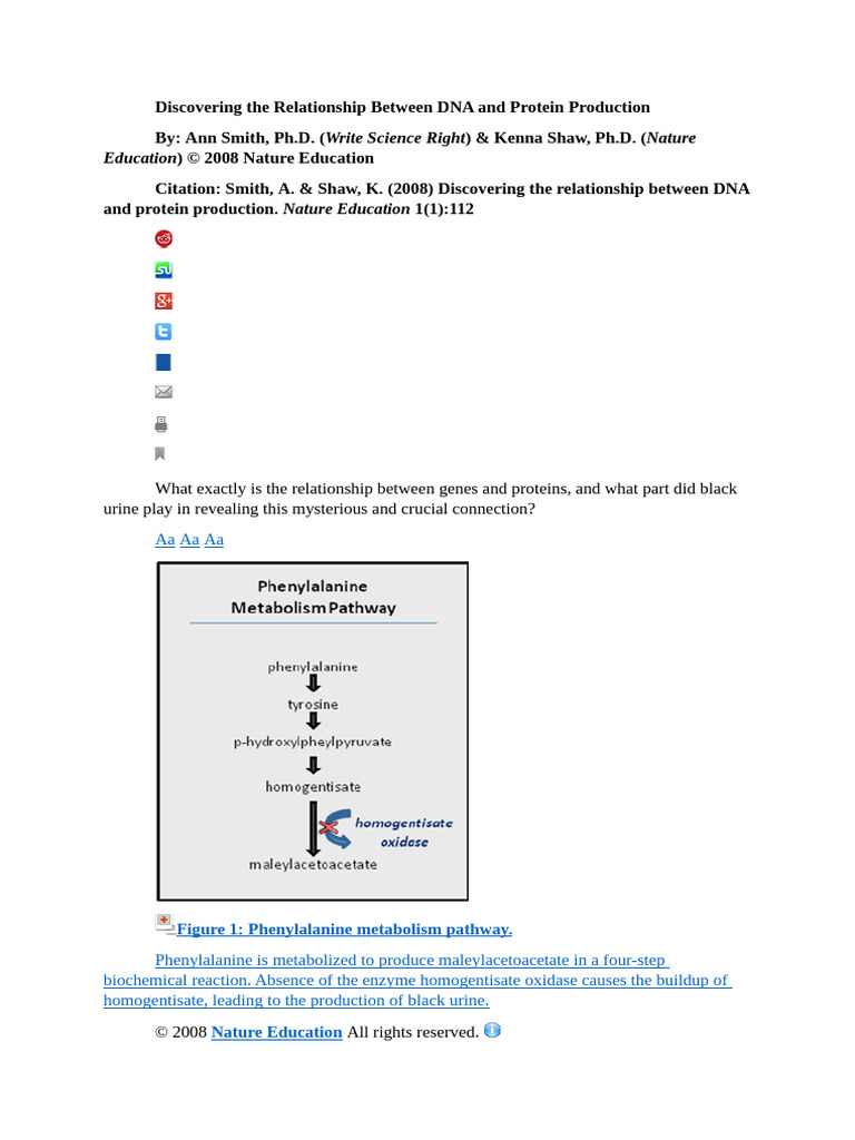 Discovering The Relationship Between DNA and Protein Production | PDF ...