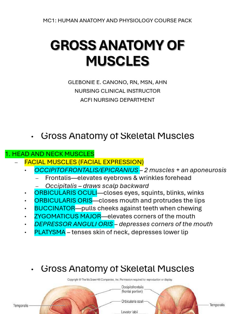 Gross Anatomy of Muscles | PDF | Human Leg | Foot