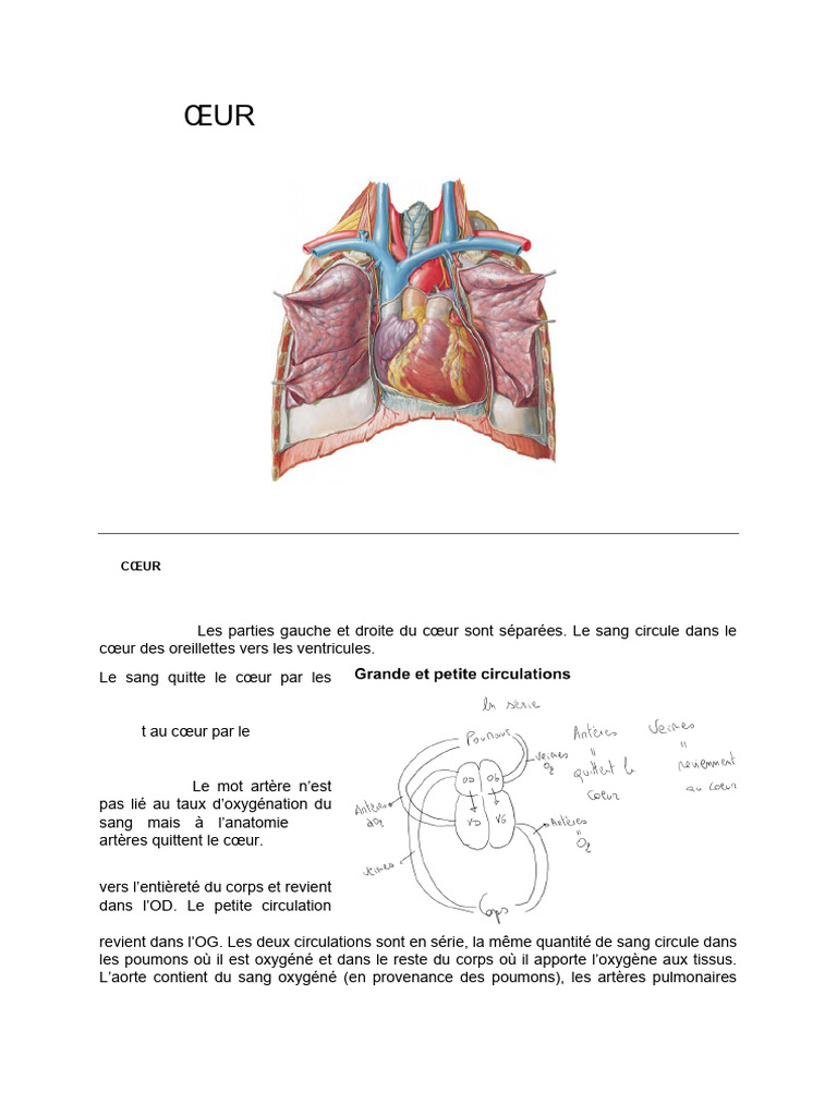 Anatomie et Fonctionnement du Cœur | PDF | Vaisseau sanguin | Sang