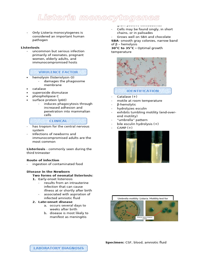 3 Listeria Monocytogenes | PDF | Microbiology | Medical Specialties