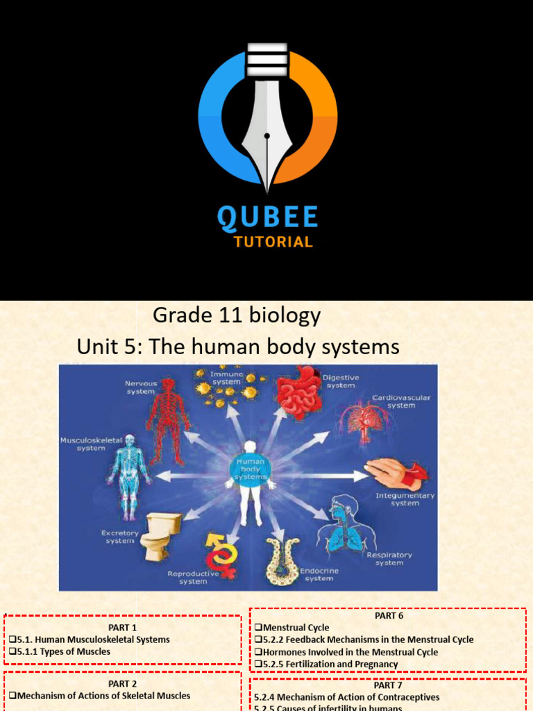 Grade 11 Human Body Systems Overview | PDF | Menstrual Cycle | Muscle ...