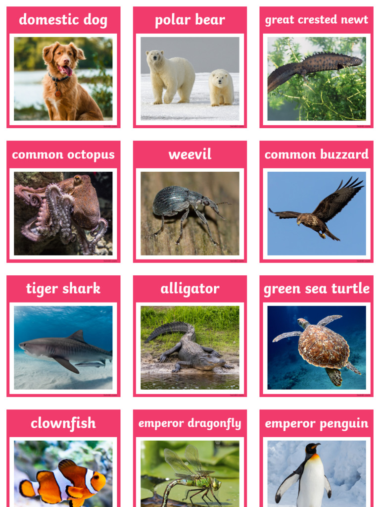 Animal Characteristics Photo Cards | PDF