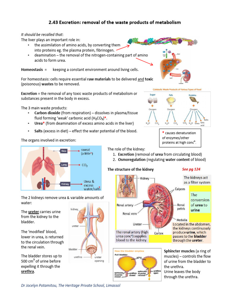 4.1. Excretion & The Kidneys | PDF | Kidney | Excretion