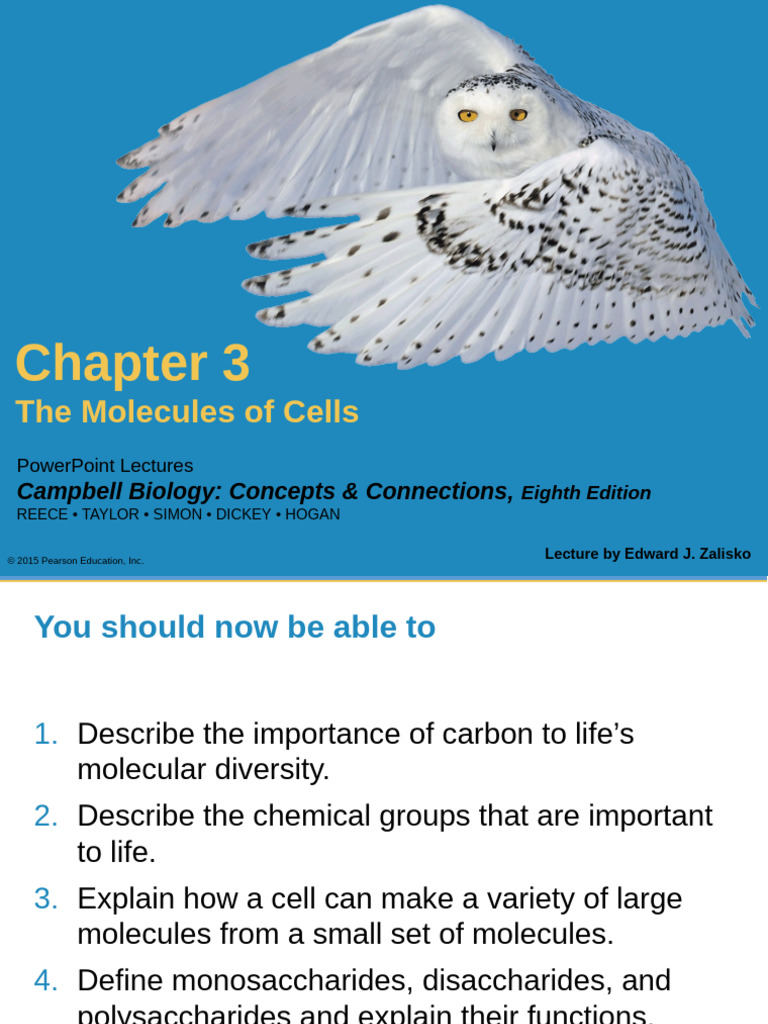 Chapter 3 The Molecules of Cells | PDF | Fat | Lipid