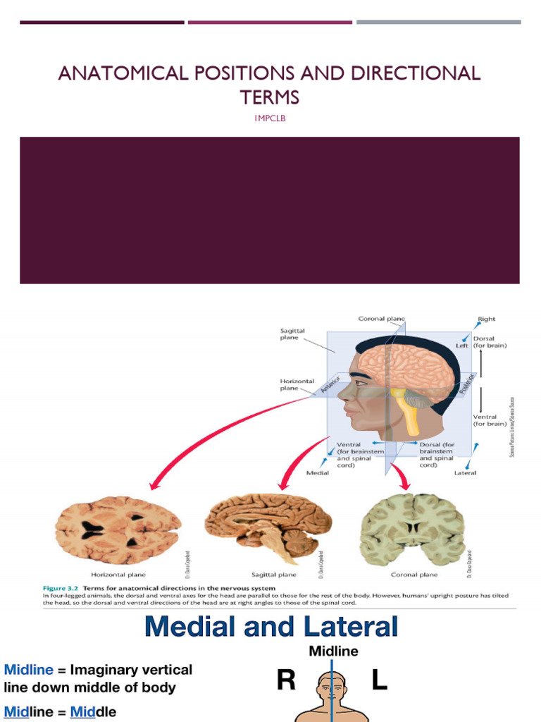 Brain Terminology | PDF