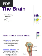 Brain Parts & Mnemonics Guide | PDF | Cerebral Hemisphere | Cerebral Cortex