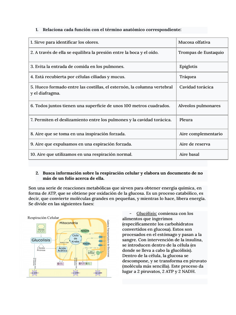 Tarea Fisio 1 t8 | PDF | Respiración celular | Química