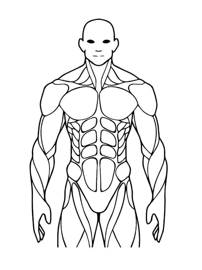 Muscular System Poster PDF | PDF