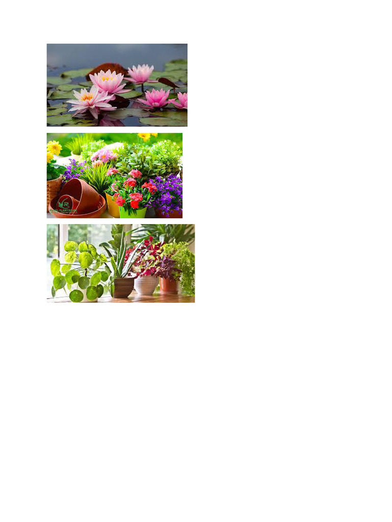 Plants | PDF
