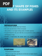 Fish Anatomy: Structure and Functions | PDF