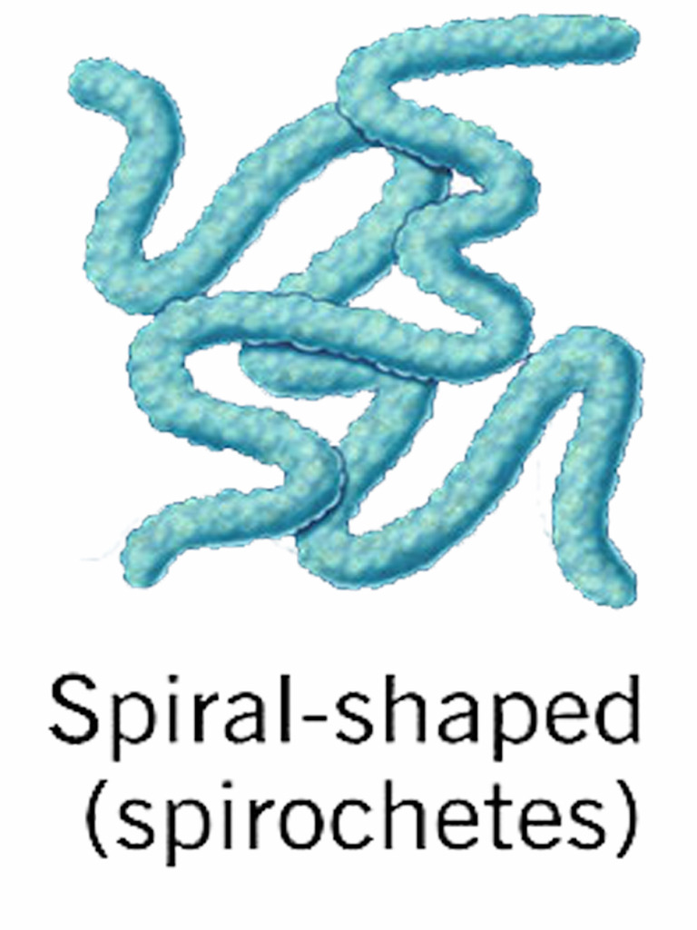 Spiral Bacteria | PDF