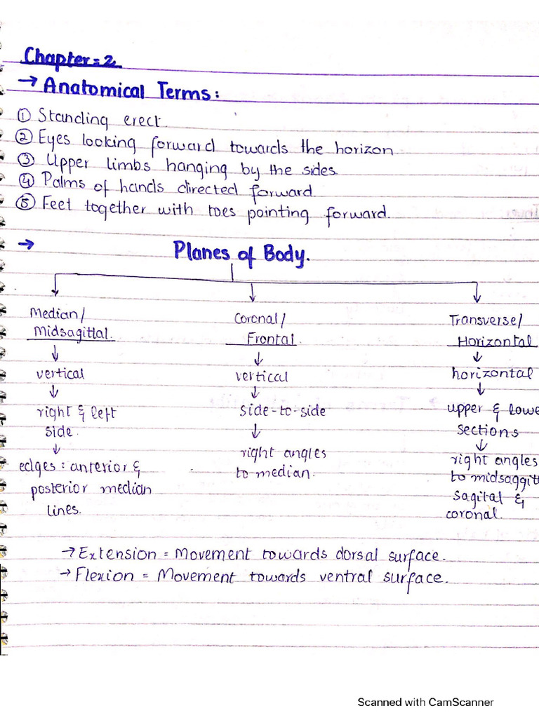 General Anatomy Notes | PDF