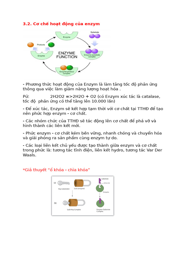 3.2. Cơ chế hoạt động của enzym | PDF